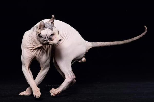 CATTERIES - IFA-Israel